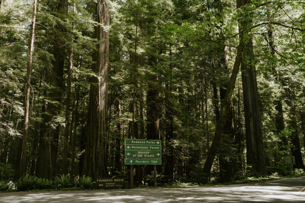 The Ultimate Redwood National Park Elopement Guide | Updated for 2025 ...